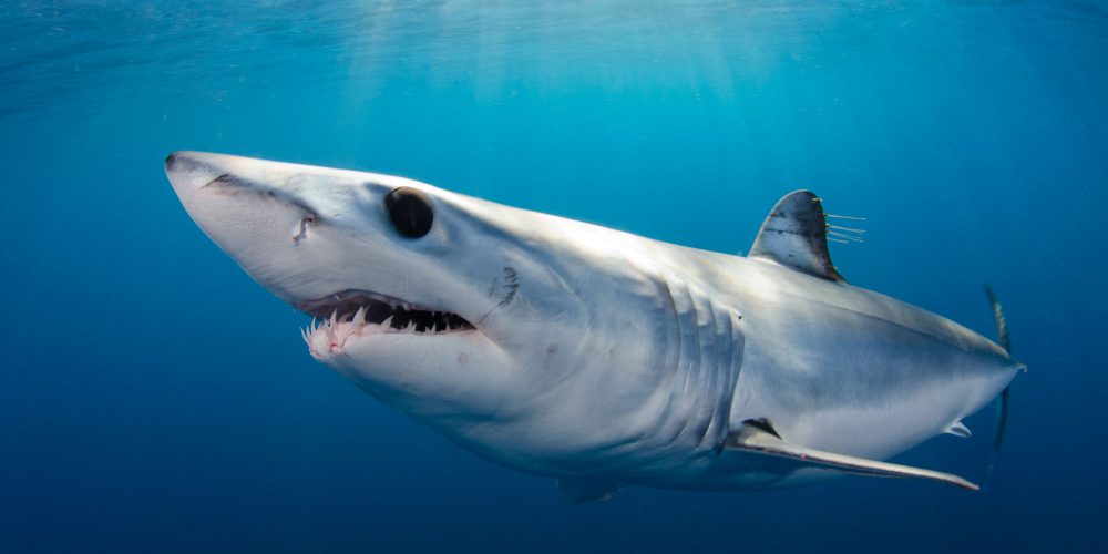 Mako Shark Photography Tips.