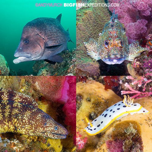 alt=”diving on the lush reefs of Japan | Big Fish Expeditions