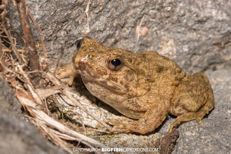 Wrinkled Frog, Japan. | Big Fish Expeditions
