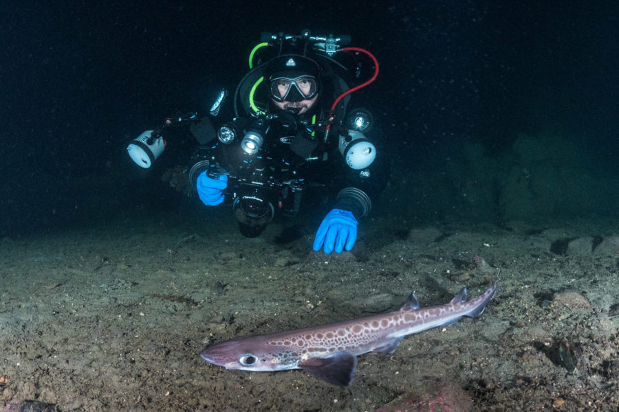 Diving with deepwater sharks in Norway. | Big Fish Expeditions