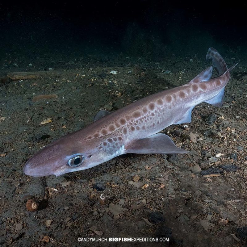 Diving with deepwater sharks in Norway. | Big Fish Expeditions