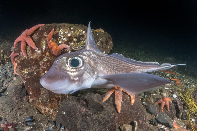 Rabbit Fish | Big Fish Expeditions