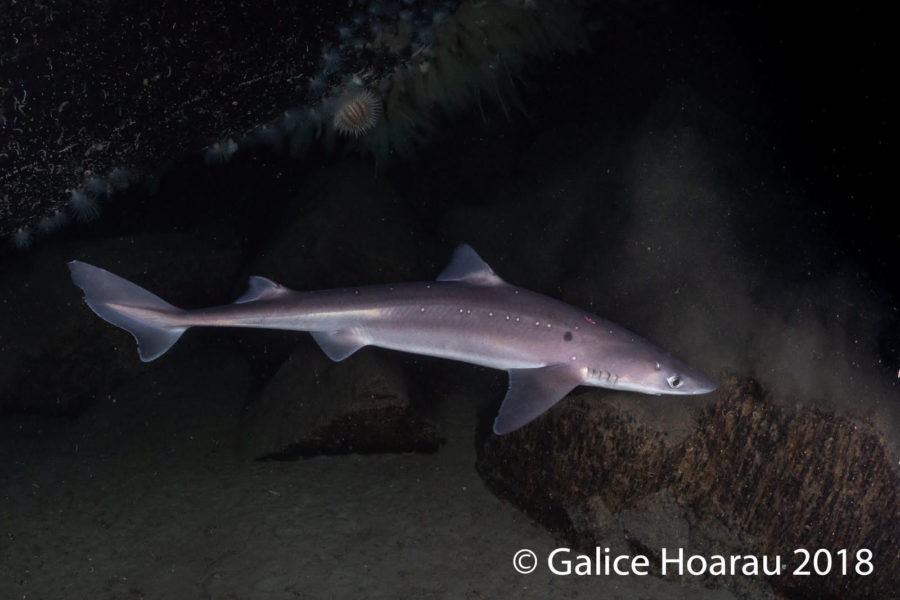 Diving with deepwater sharks in Norway. | Big Fish Expeditions