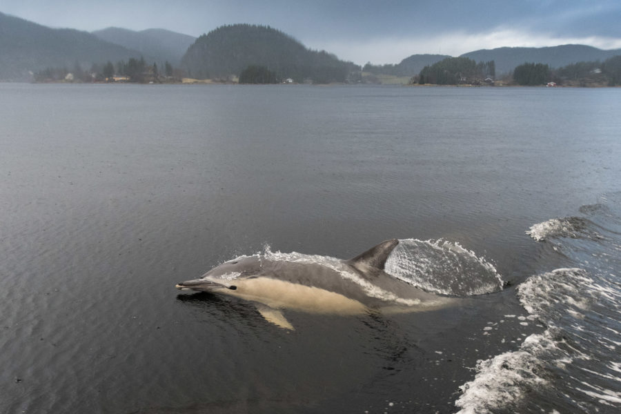 Diving with deepwater sharks in Norway. | Big Fish Expeditions