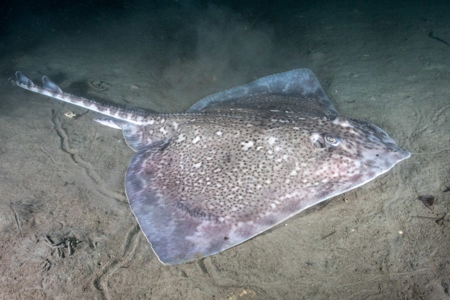 Diving with deepwater sharks in Norway. | Big Fish Expeditions