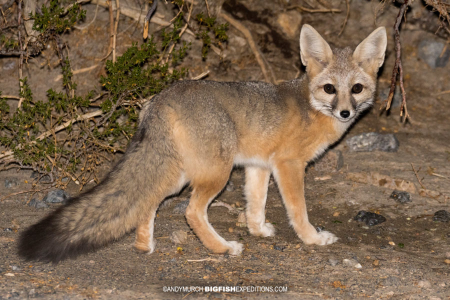 How to Photograph Nocturnal Animals | Big Fish Expeditions