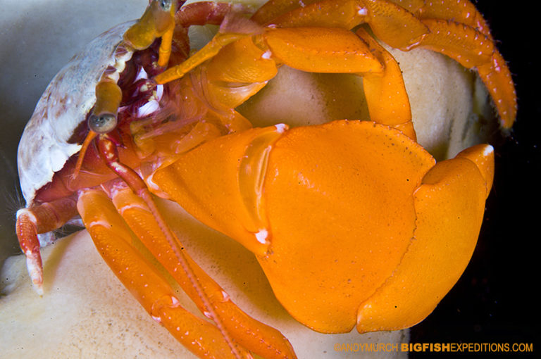 Pacific Red Hermit Crab | Big Fish Expeditions