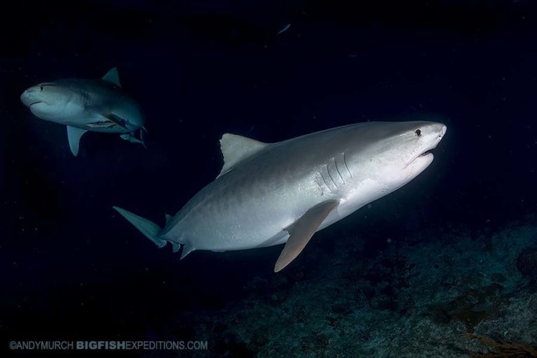 Tiger Beach Tiger Shark Diving | Big Fish Expeditions