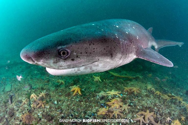 South African Shark Diving 2019 | Big Fish Expeditions
