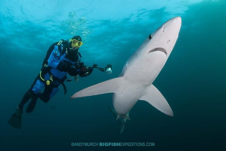 South African Shark Diving 2019 | Big Fish Expeditions
