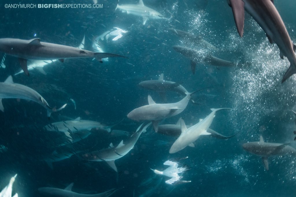 South African Sardine Run 2019 | Big Fish Expeditions