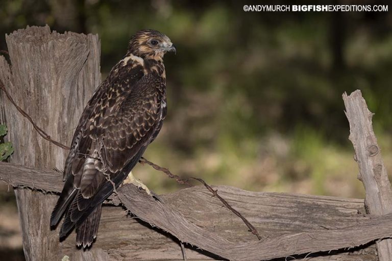 Hawk-Arizona | Big Fish Expeditions