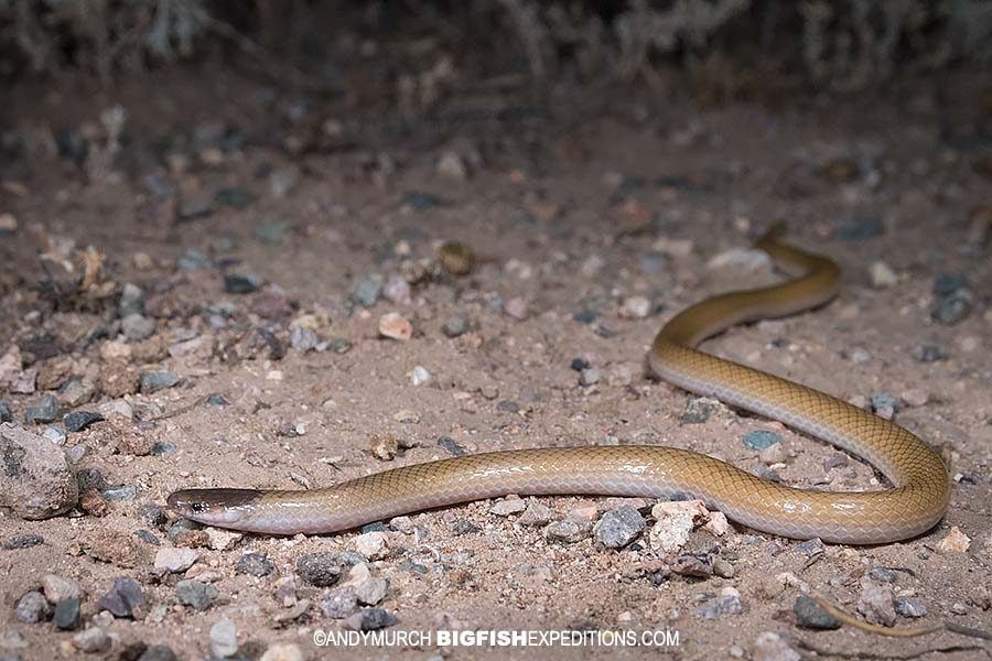 Snake Photography Expedition in the American Southwest. 2019 Herping ...