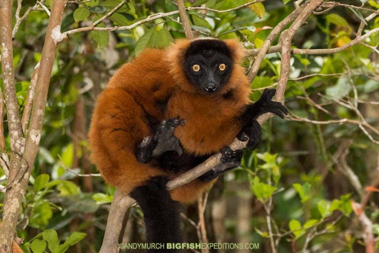 Madagascar Wildlife Expedition 2019 | Big Fish Expeditions