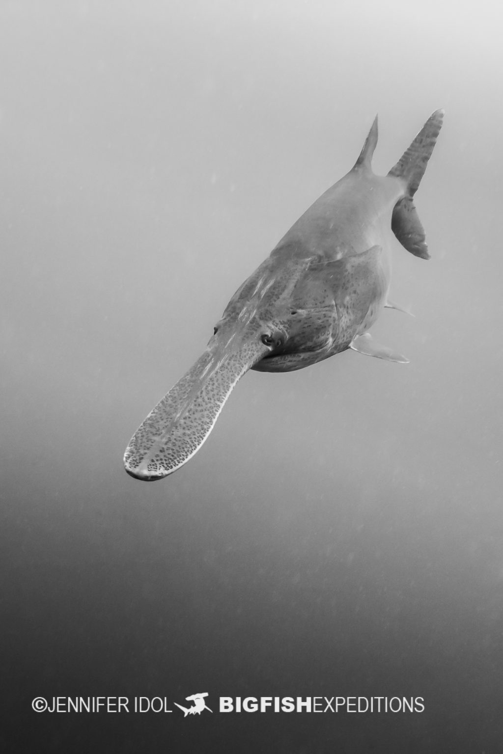 Paddlefish | Big Fish Expeditions