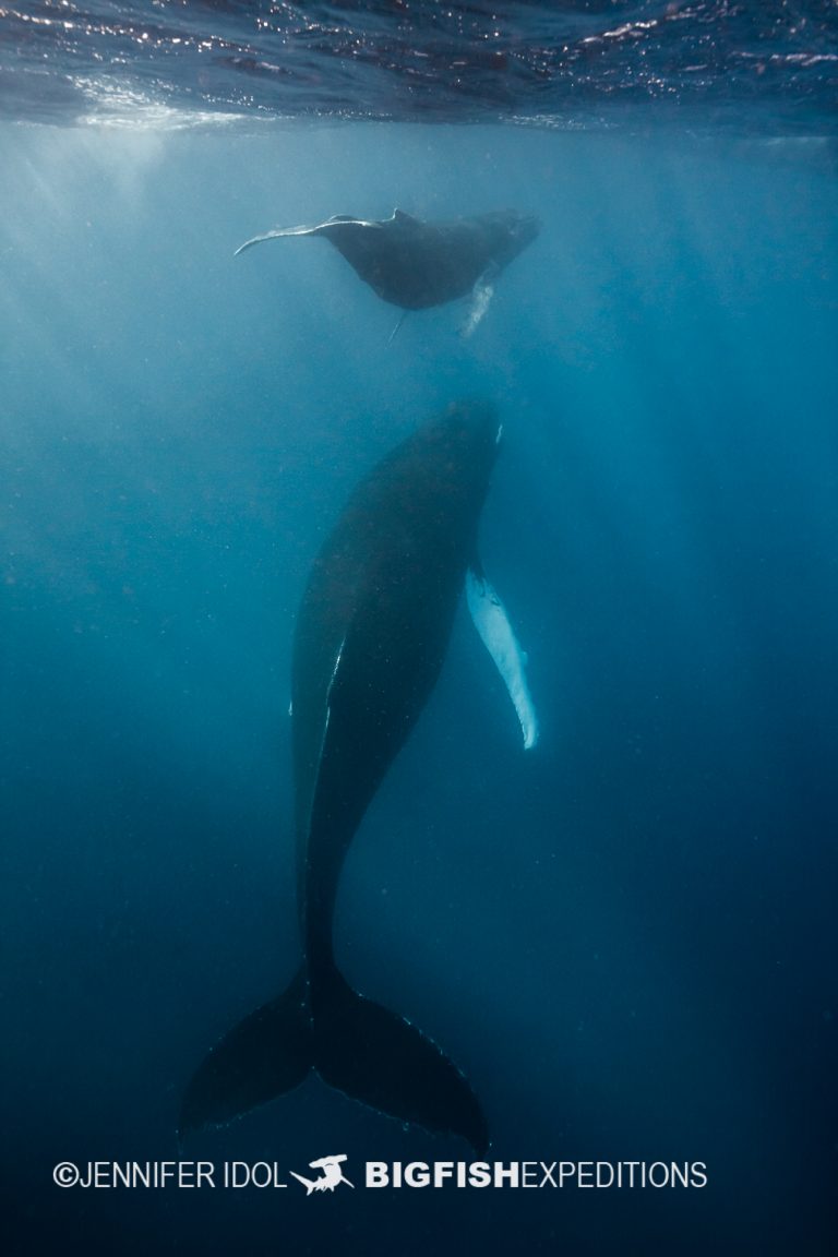 Humpback Whales Snorkeling at Silver Bank, Dominican Republic. | Big ...