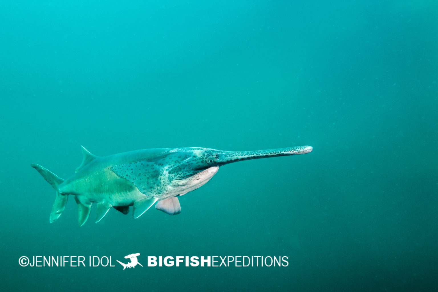 Free swimming paddlefish | Big Fish Expeditions