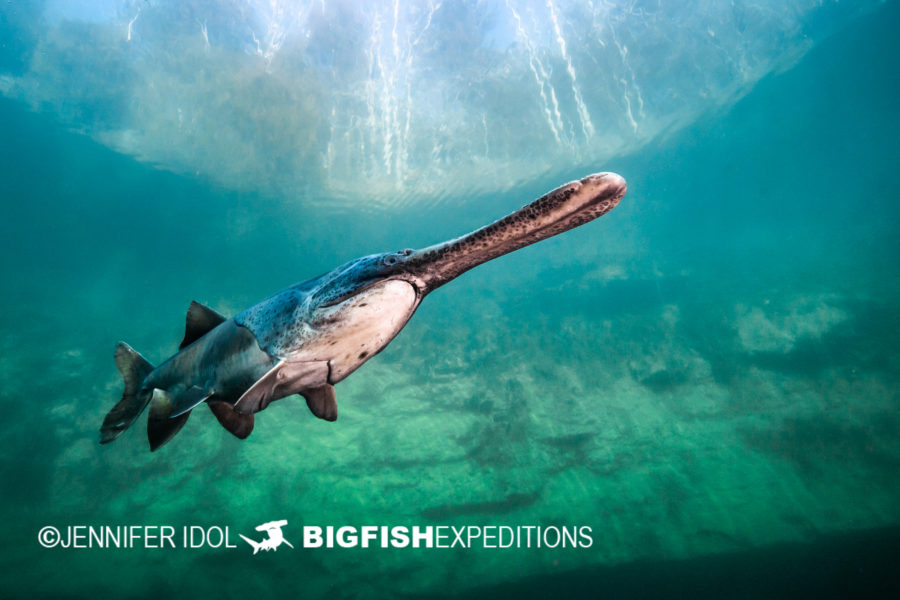 Paddlefish 2021 | Big Fish Expeditions