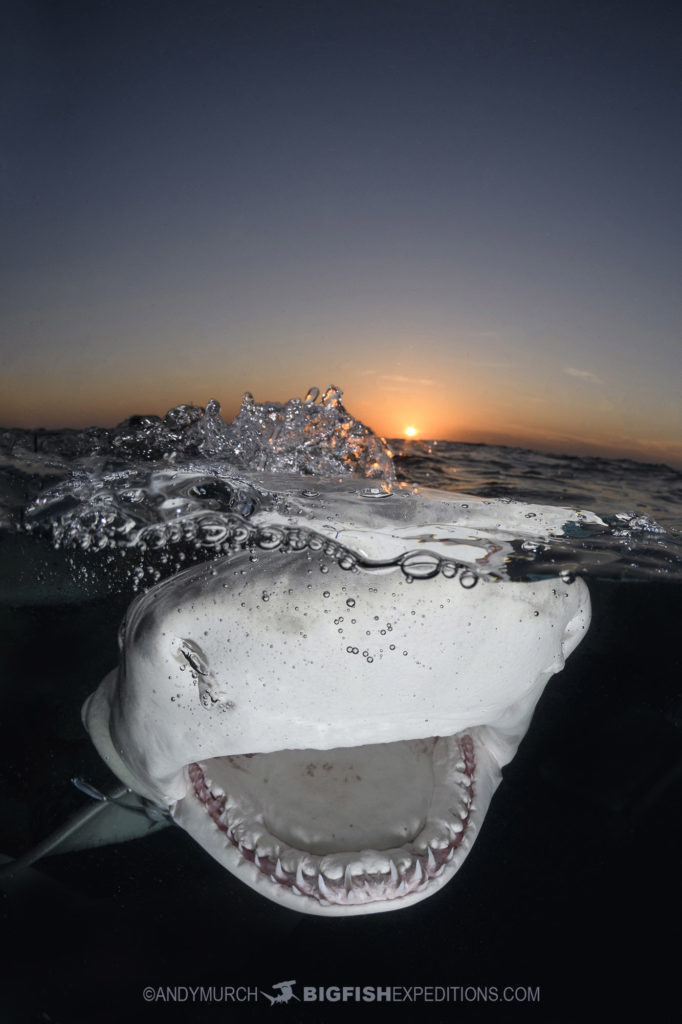 Tiger Beach Shark Diving 2021 | Big Fish Expeditions