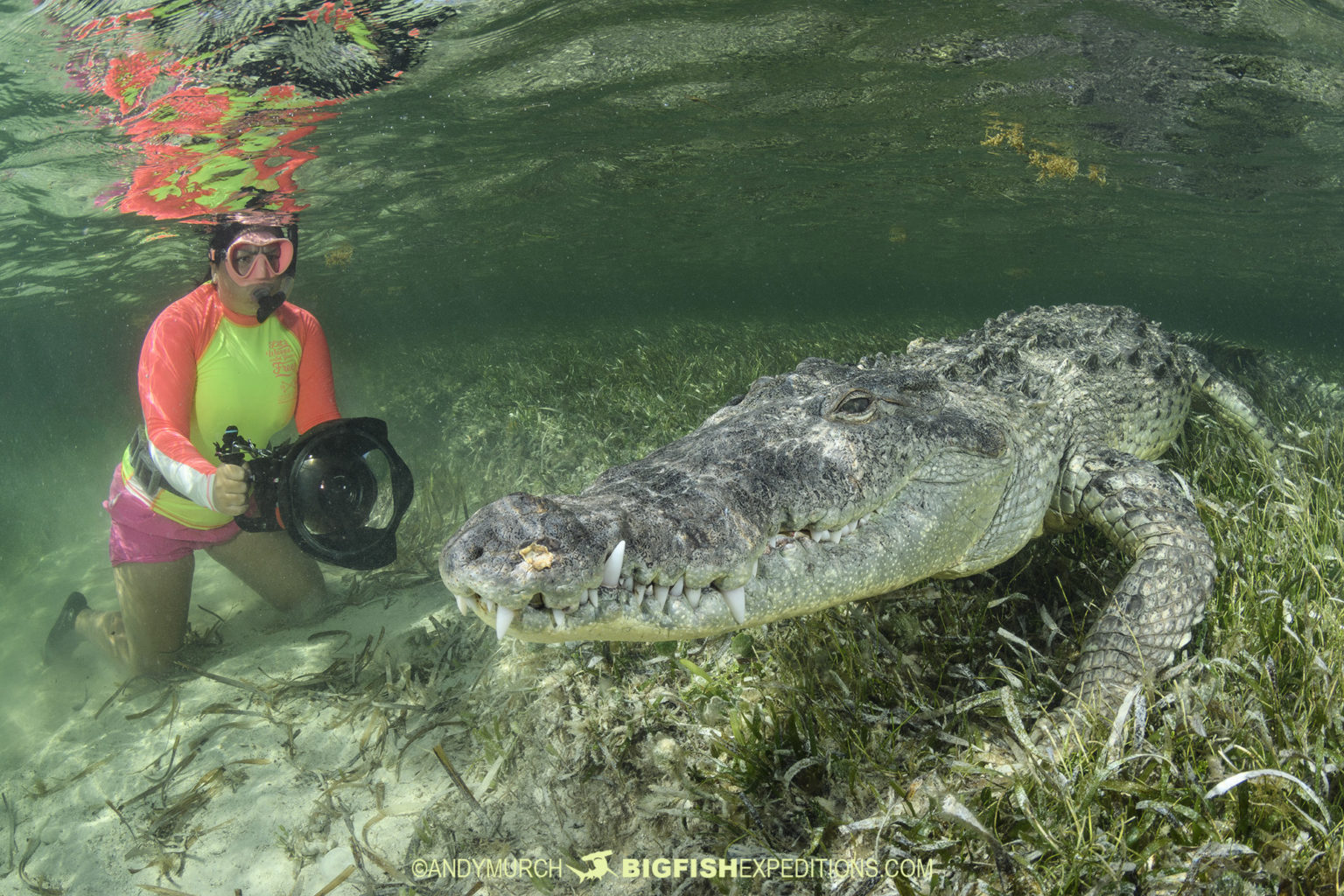Diving with Anacondas in Bonito, Brazil.