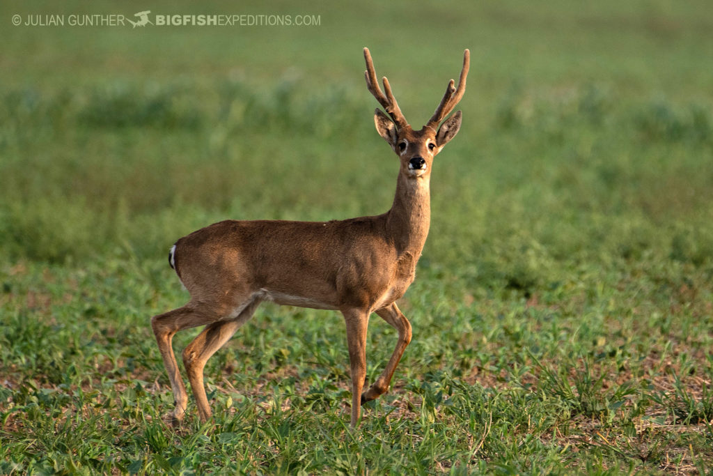 Pampas Deer in Bonito, Brazil. | Big Fish Expeditions
