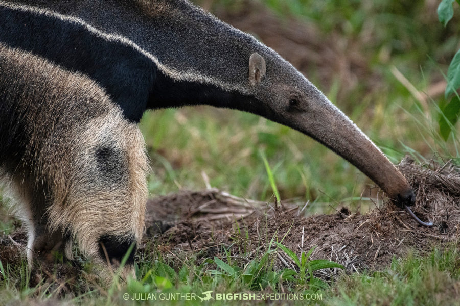 Giant Anteater in Bonito | Big Fish Expeditions