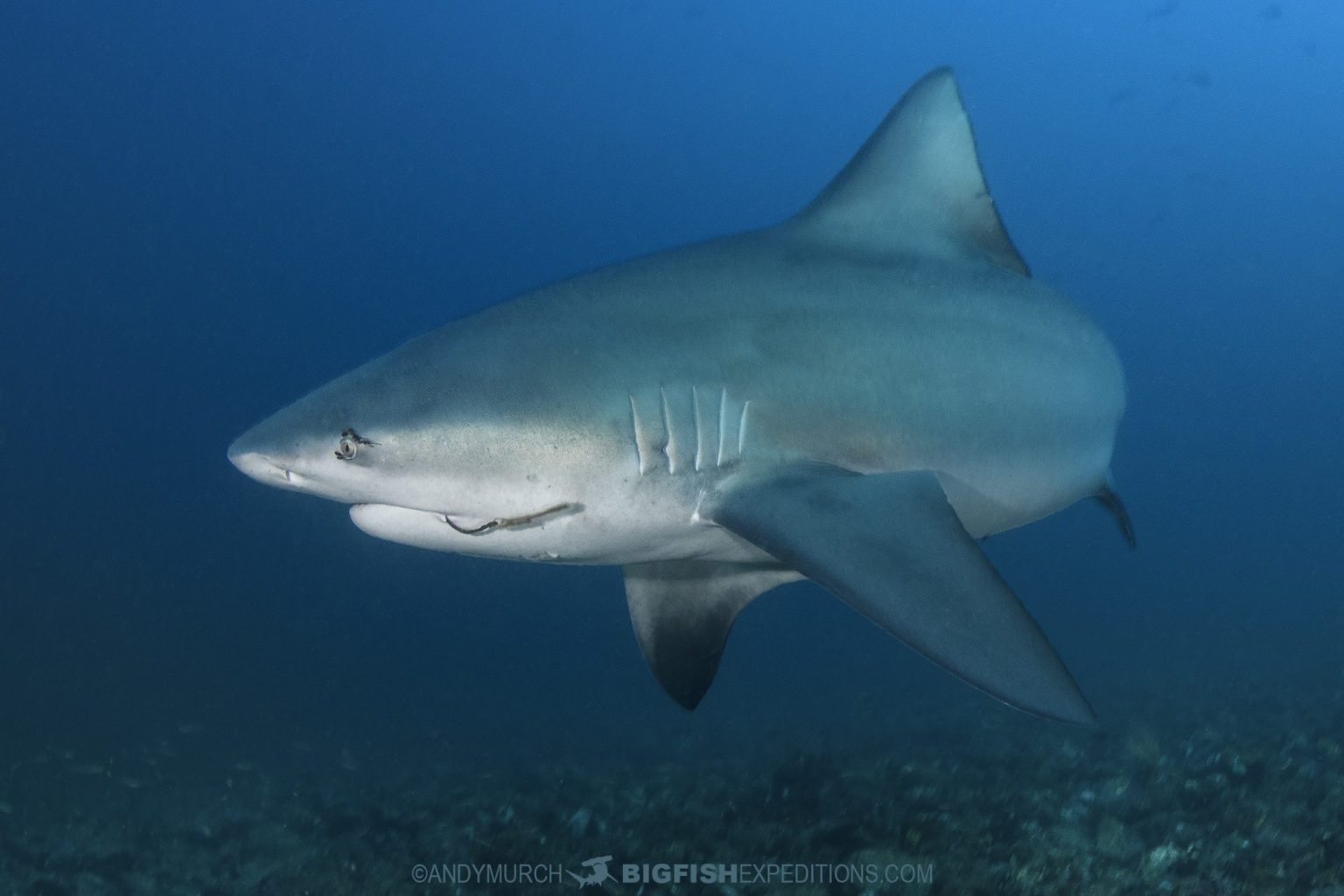 Diving with bull sharks at the Bat Islands | Big Fish Expeditions