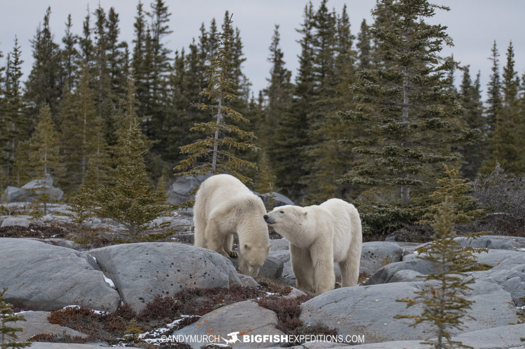 Polar Bear Photography Expedition 2019 Trip Report. | Big Fish Expeditions