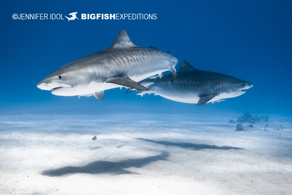Diving with Tiger Sharks at Tiger Beach.