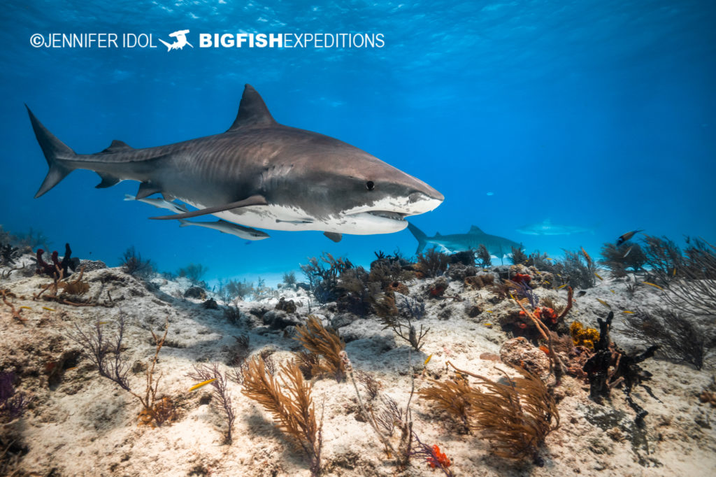 Diving with Tiger Sharks at Tiger Beach.