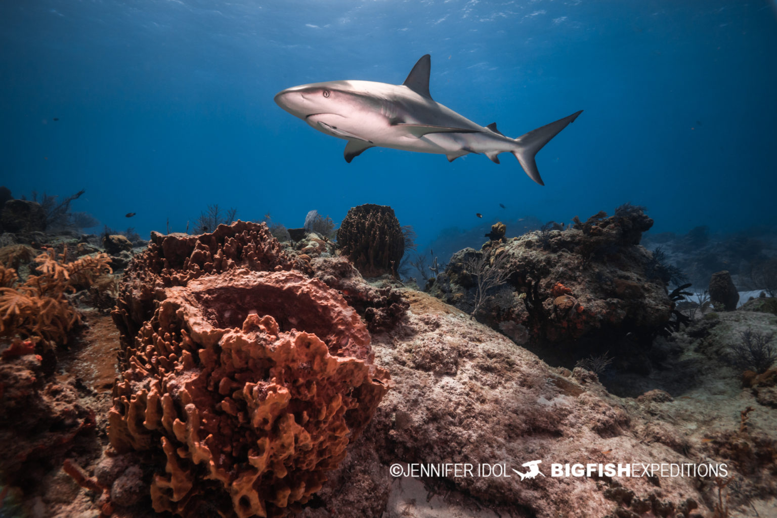 Diving with Tiger Sharks at Tiger Beach.