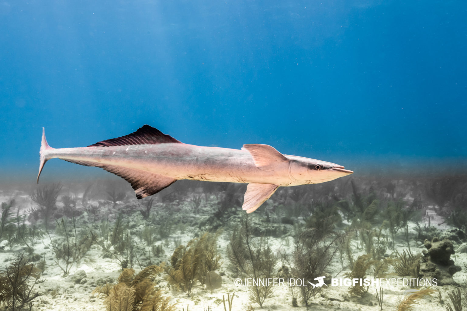 Diving with Tiger Sharks at Tiger Beach.