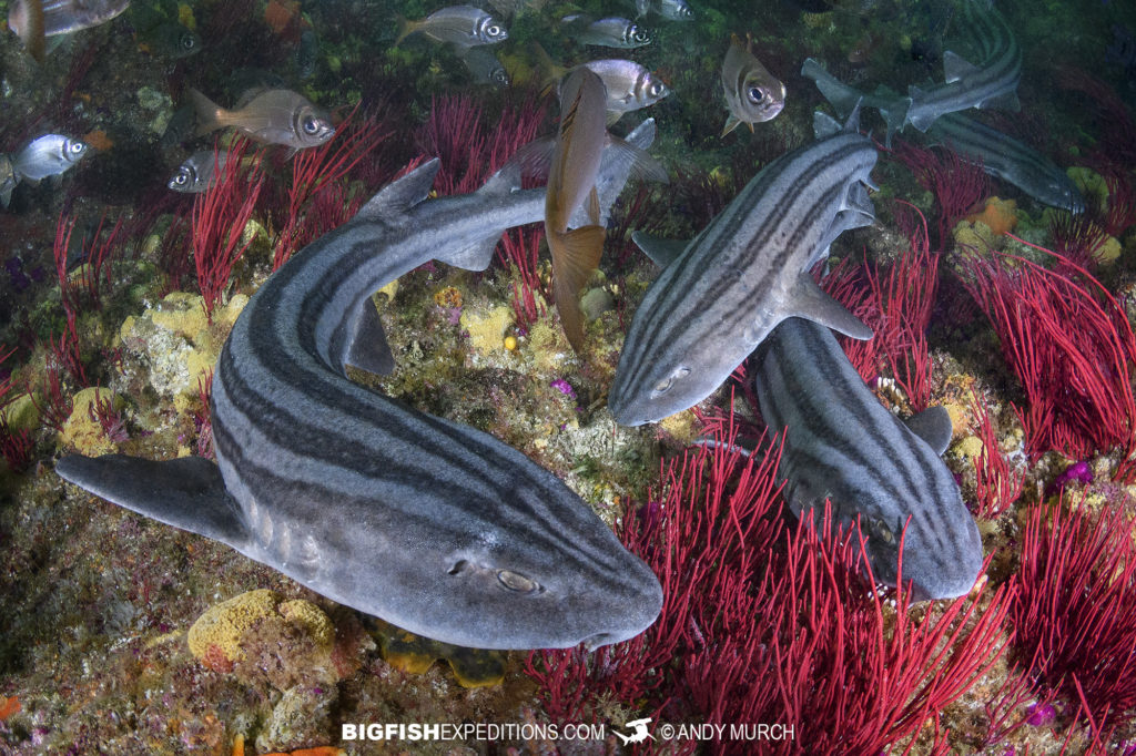 South African Endemic Shark Diving Safari 2022