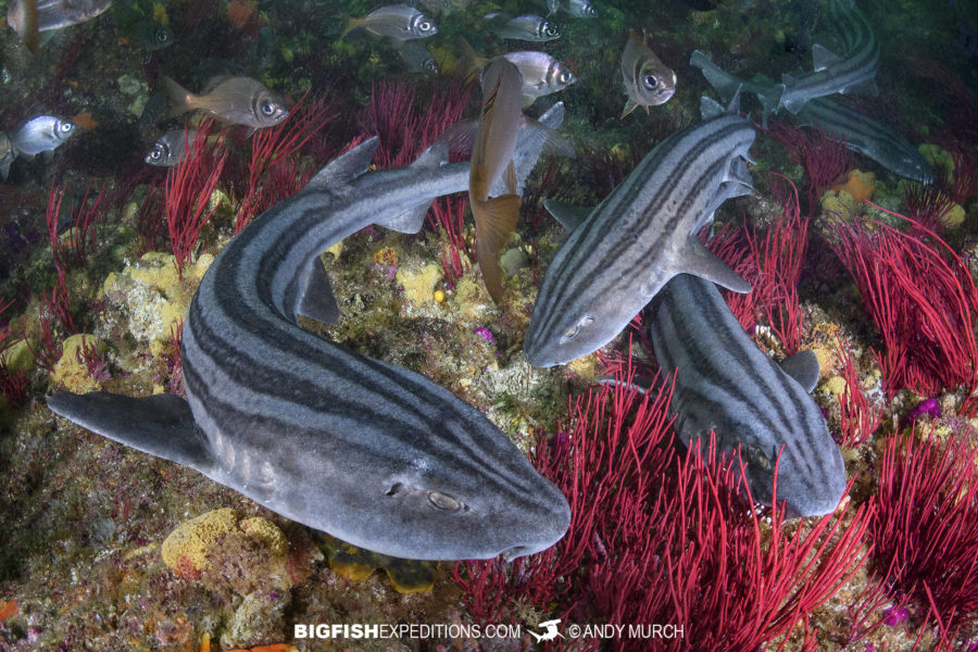 South African Endemic Shark Diving Safari 2022