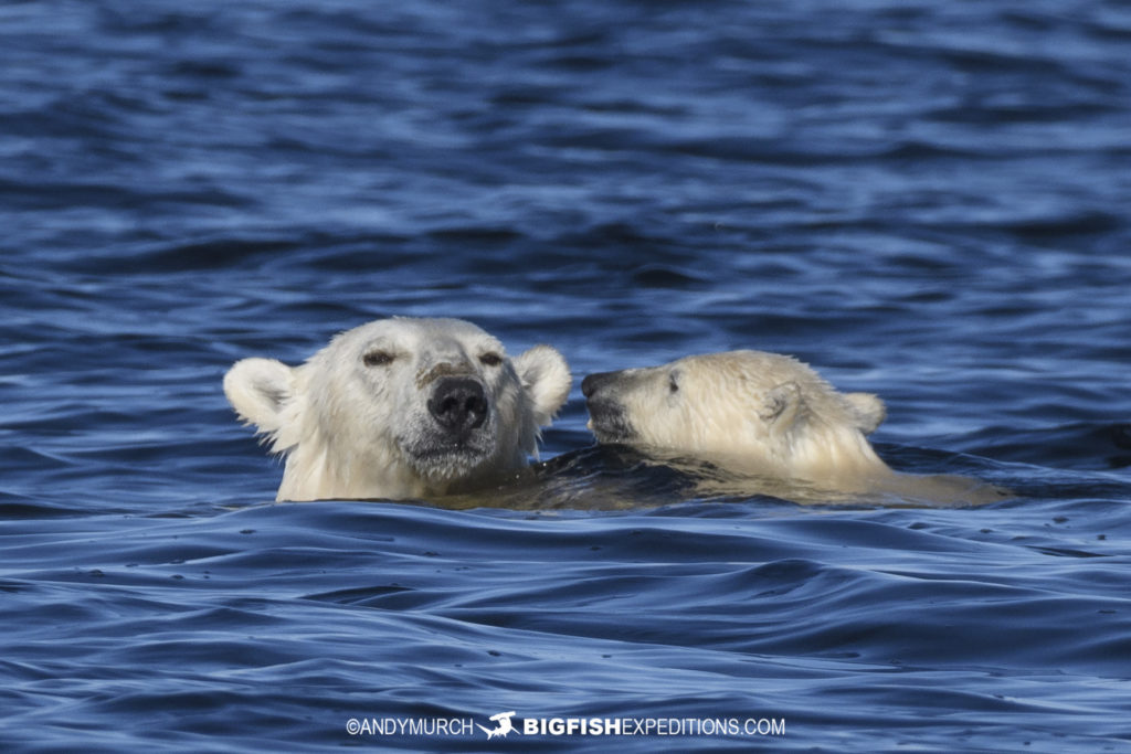 Beluga Whale Encounters in Churchill, Canada 2022