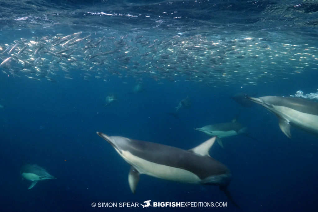 Sardine Run and Wild Coast Shark Diving Safari. Dive with sharks, dolphins, whales and bait ...