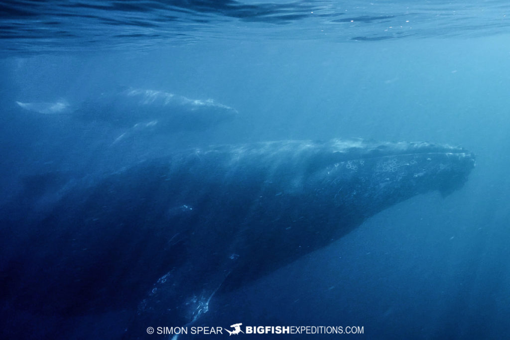 South African Sardine Run Diving 2022