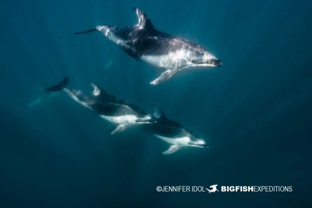 Striped Marlin Snorkeling Expedition 2022 | Big Fish Expeditions