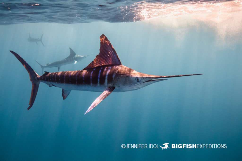 Striped Marlin Snorkeling Expedition 2022 | Big Fish Expeditions