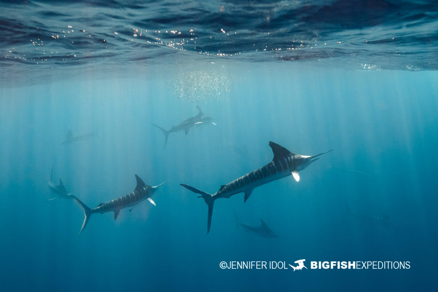 Striped Marlin Snorkeling Expedition 2022 | Big Fish Expeditions