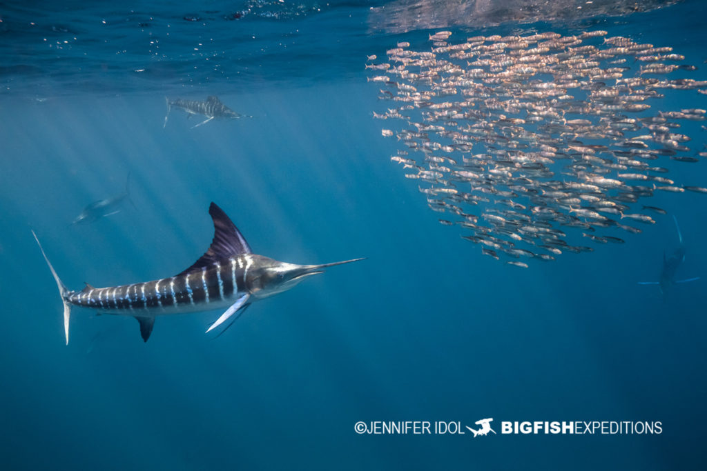 Striped Marlin Snorkeling Expedition 2022 | Big Fish Expeditions