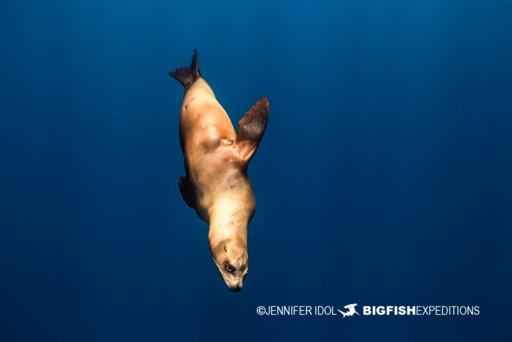 Striped Marlin Snorkeling Expedition 2022 | Big Fish Expeditions