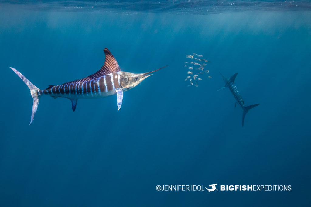 Striped Marlin Snorkeling Expedition 2022 | Big Fish Expeditions