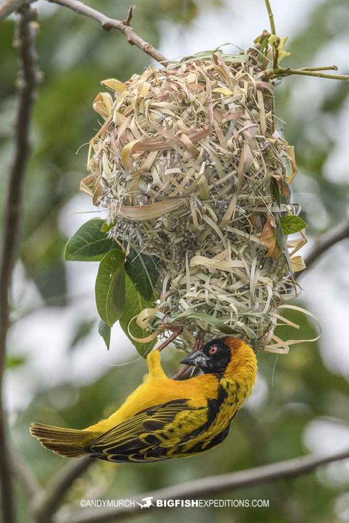Uganda-22-weaver-bird | Big Fish Expeditions