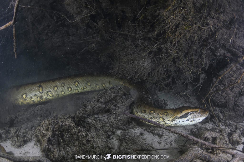 Diving with Giant Anacondas in Brazil.
