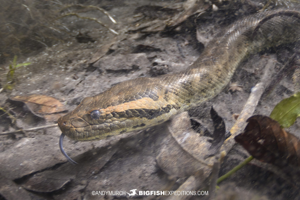 Diving with Giant Anacondas in Brazil.