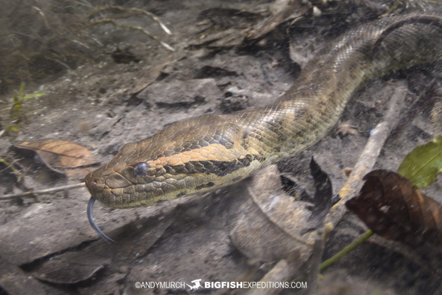 Diving with Giant Anacondas in Brazil.