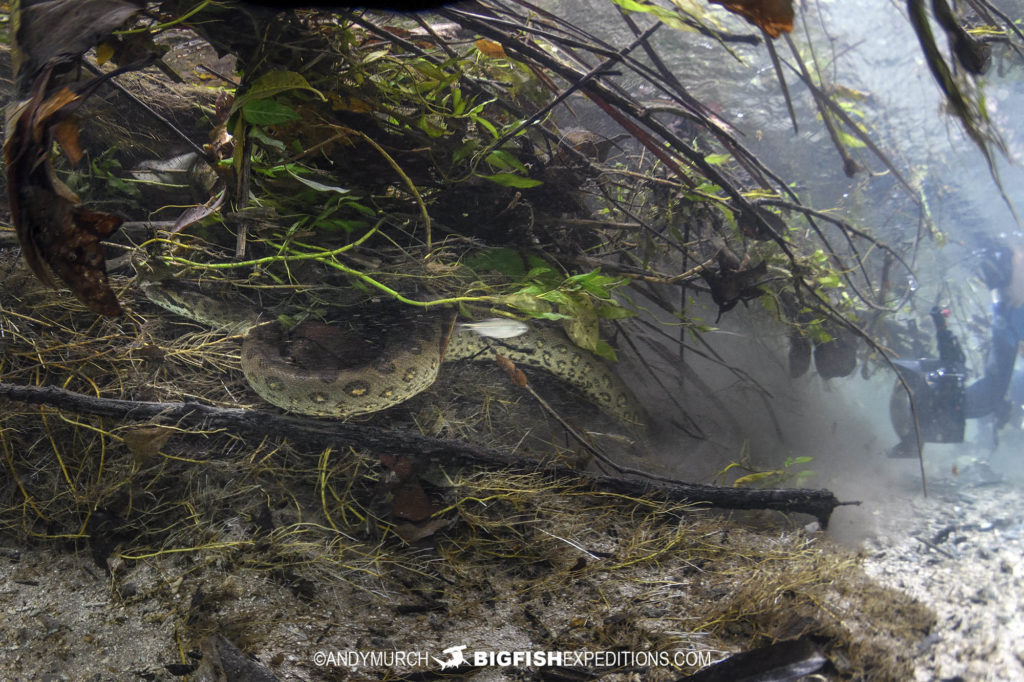 Diving with Giant Anacondas in Brazil.