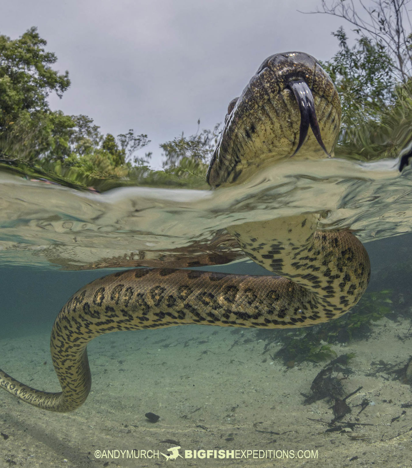 Diving with Giant Anacondas in Brazil.