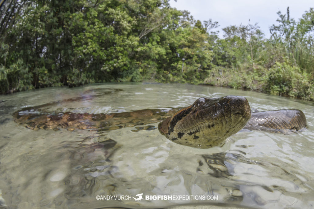 Diving with Anacondas in Bonito, Brazil.